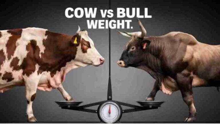 Enhance Your Herd’s Health with the Ideal Bull & Cow Weights