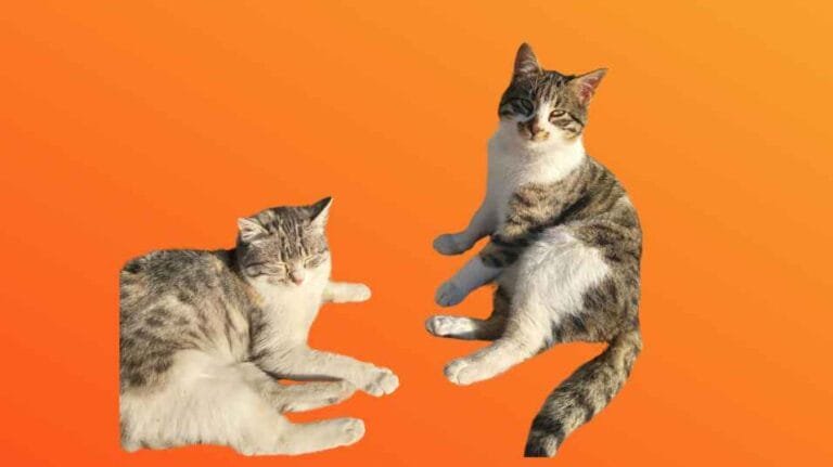 Common Things That Weigh 10 Kilograms and How Heavy They Are