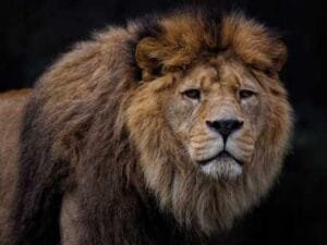 What Weighs 400 Pounds? 15 Common Examples You’ll Recognize!